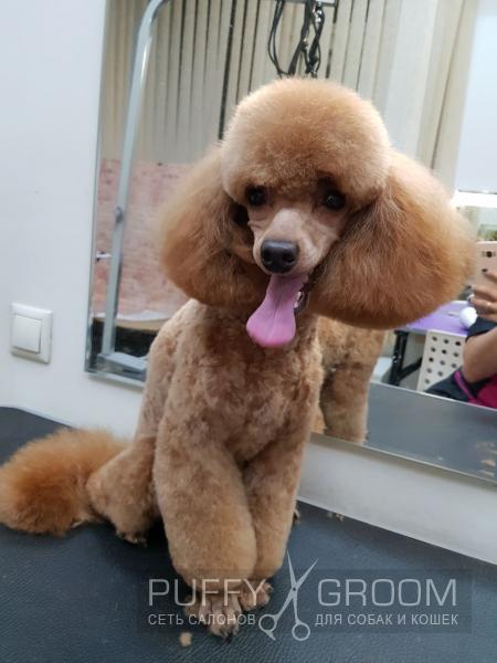 Стрижка Пуделя - груминг в Москве - цена в салонах Puffy-Groom