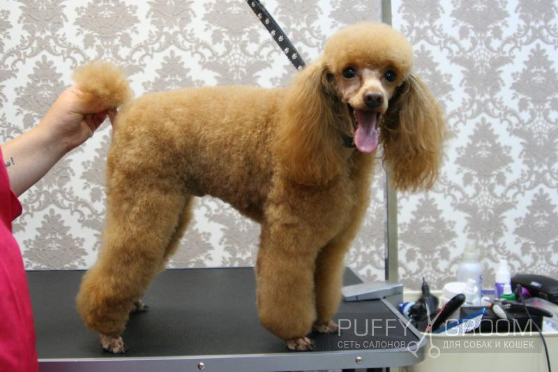Стрижка Пуделя - груминг в Москве - цена в салонах Puffy-Groom