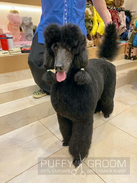 Стрижка Пуделя - груминг в Москве - цена в салонах Puffy-Groom