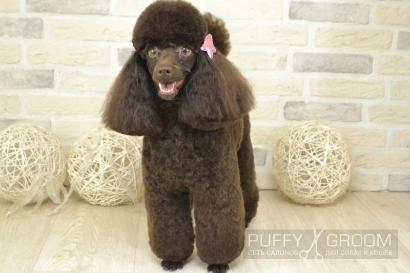 Стрижка Пуделя - груминг в Москве - цена в салонах Puffy-Groom